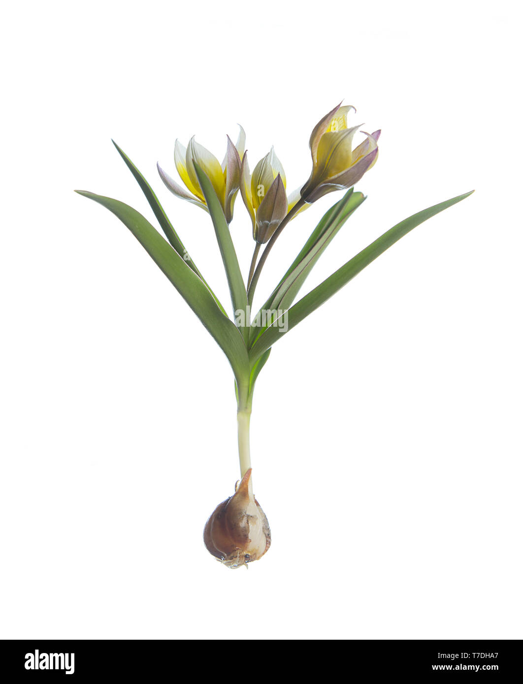 Detailed photograph showing close Cut Out Stock Images & Pictures - Alamy