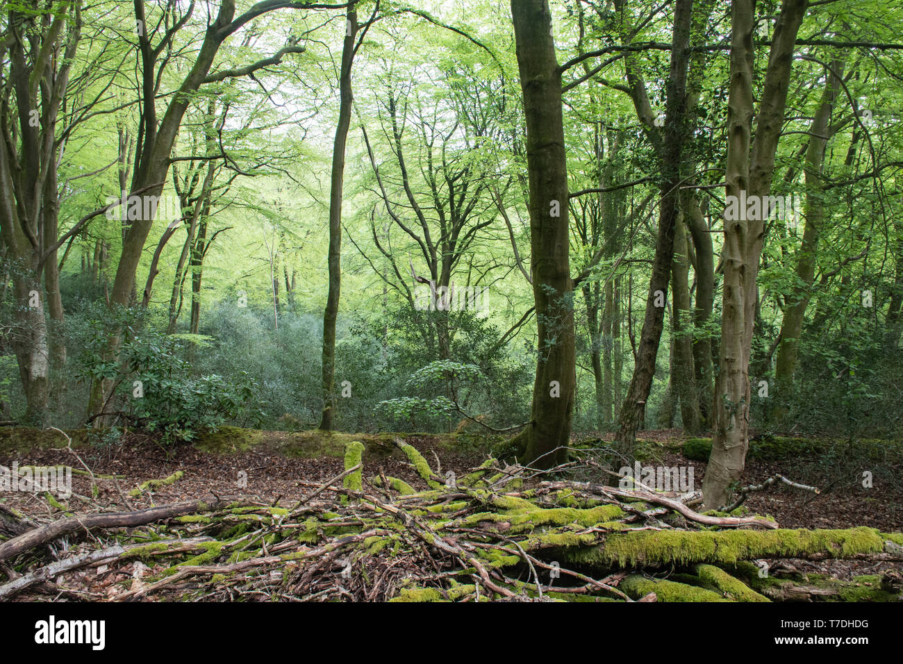 Beech woodland landscape during May or spring at the Devil's Punchbowl ...
