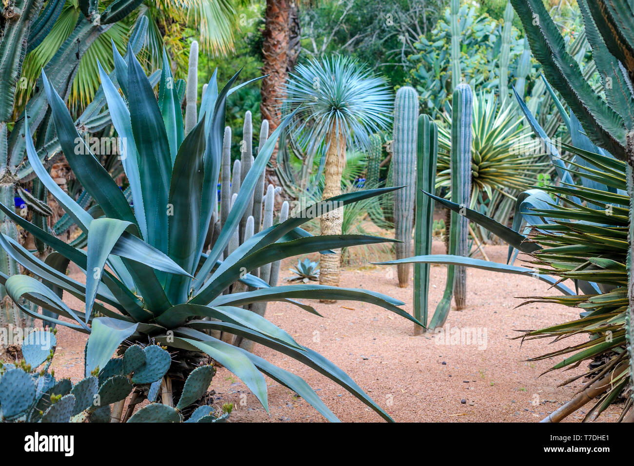 Palm Trees In Morocco High Resolution Stock Photography and Images - Alamy