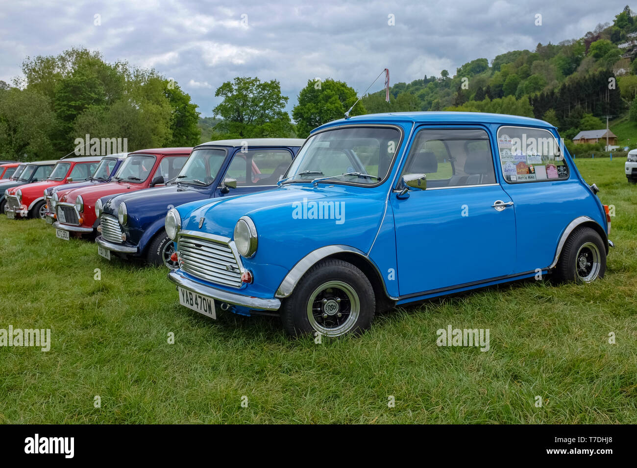 A row of British Motor Corporation (BMC) mini cars stand in a green ...