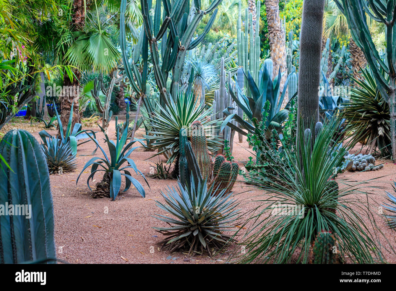 Palm Trees In Morocco High Resolution Stock Photography and Images - Alamy