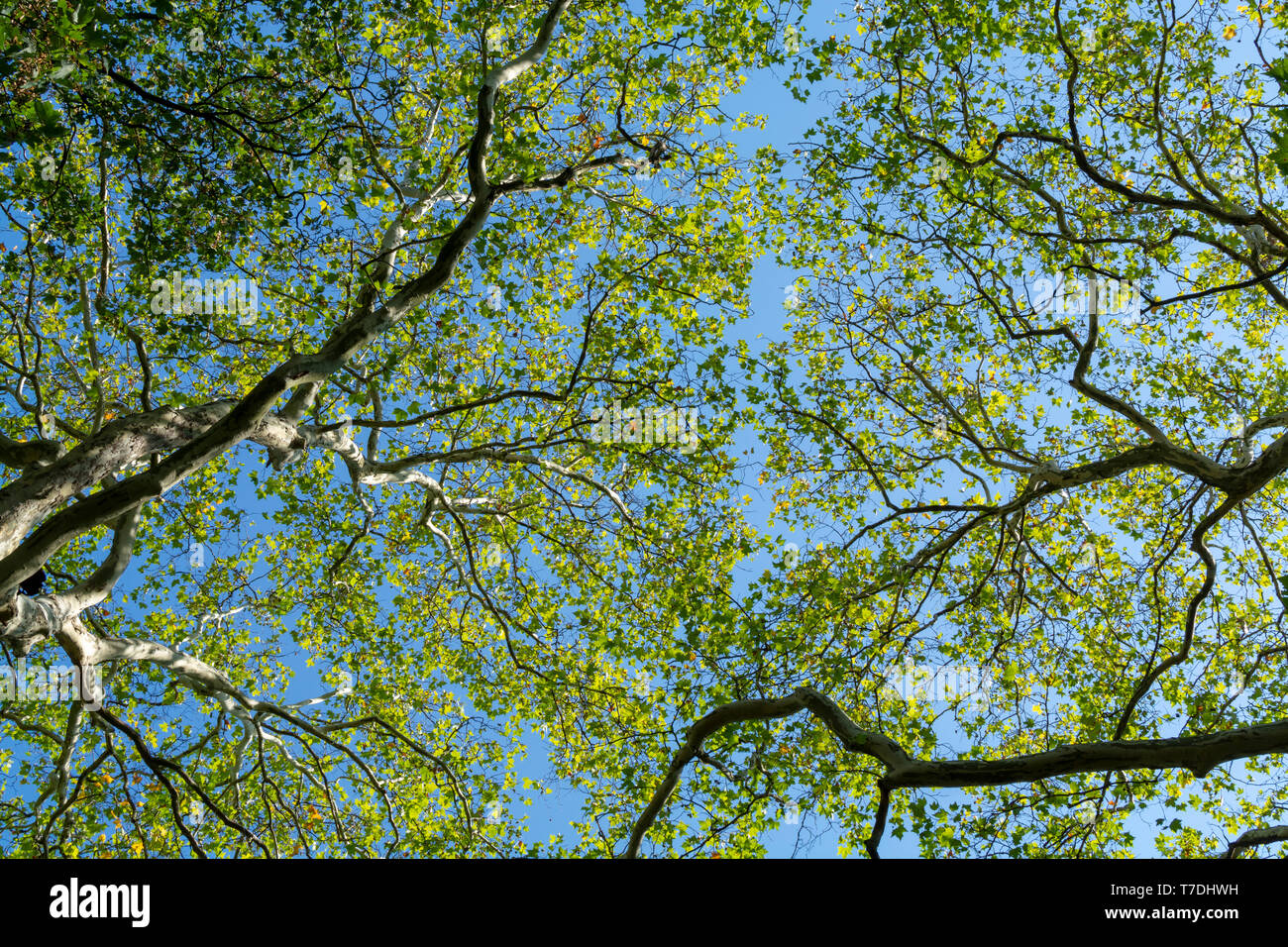 Nature background with big green platanus tree and blue sky, up view ...