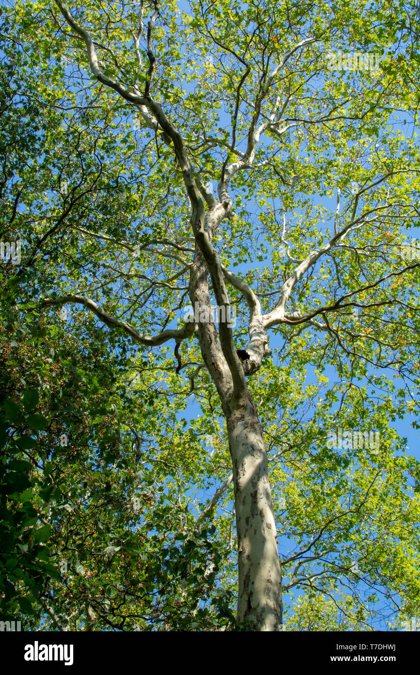 Nature background with big green platanus tree and blue sky, up view ...