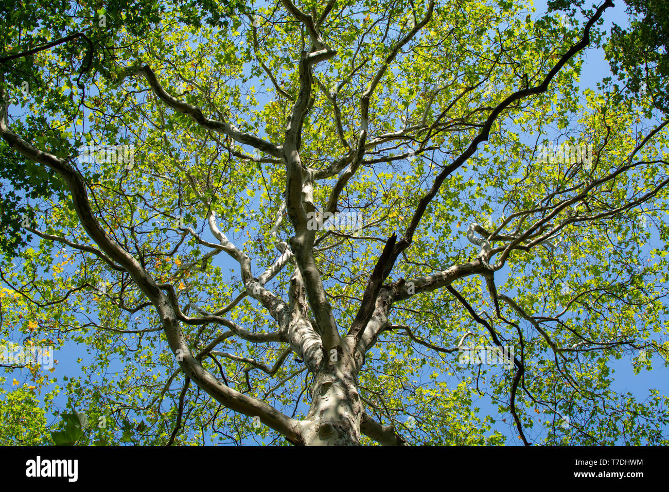 Nature background with big green platanus tree and blue sky, up view ...