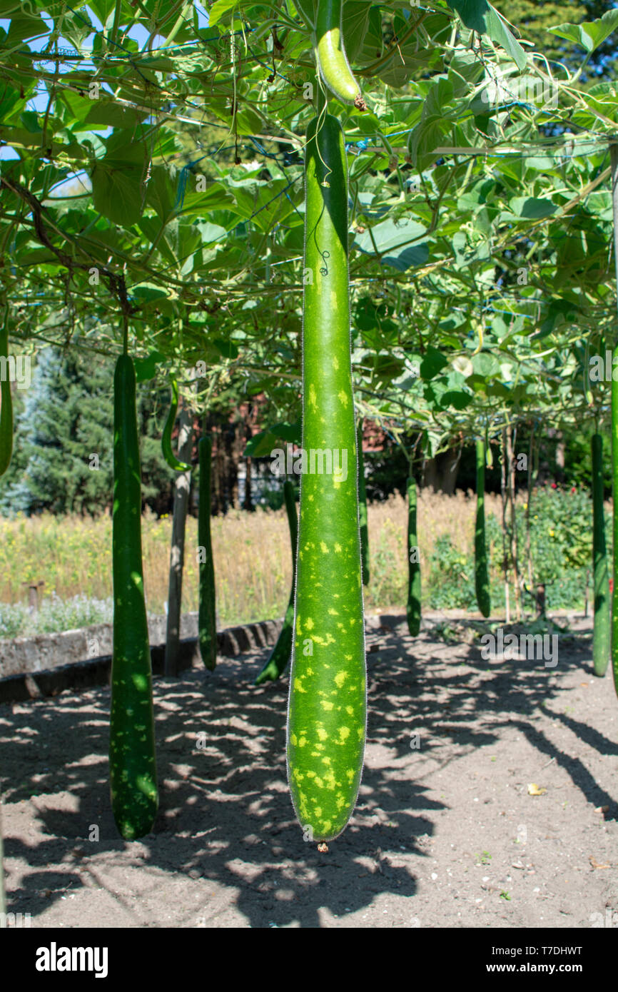 Green calabash, bottle gourd or white-flowered gourd Lagenaria ...