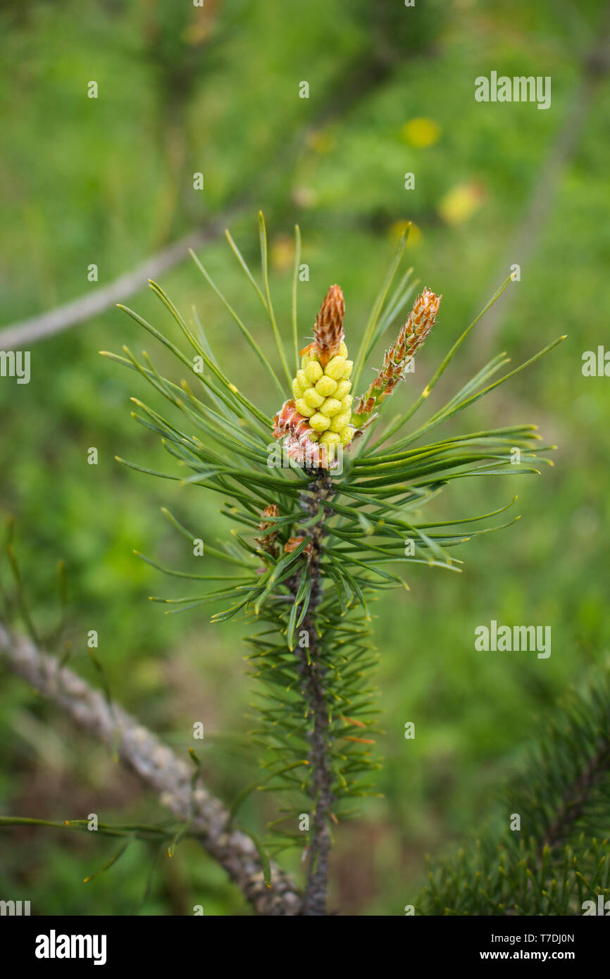 Pine tree flower hi-res stock photography and images - Alamy