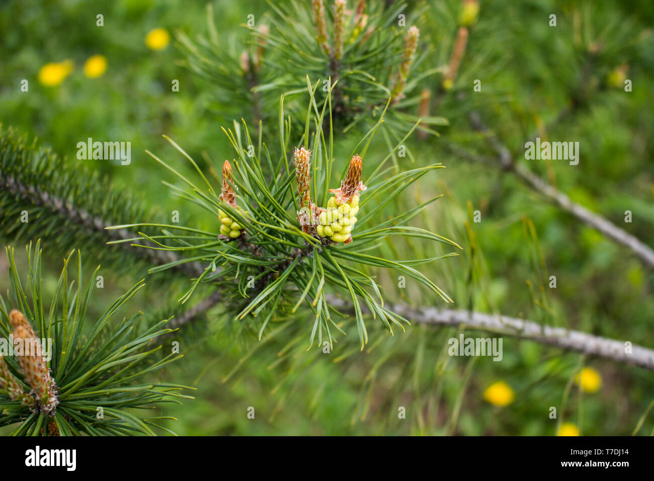 Pine tree flower hi-res stock photography and images - Alamy