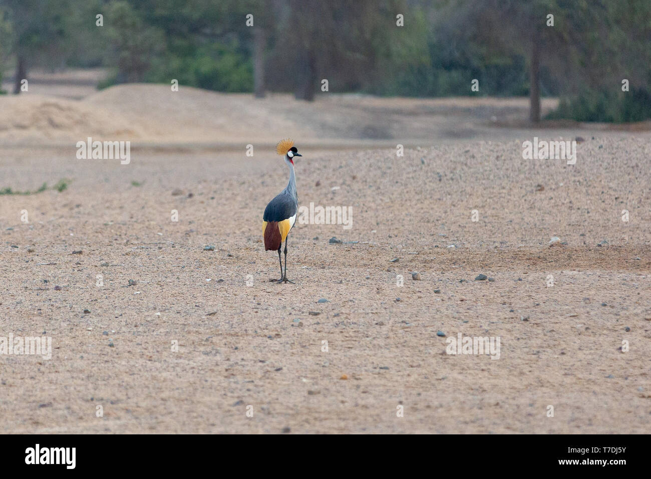 Bird on Sir Baniyas Island Stock Photo - Alamy
