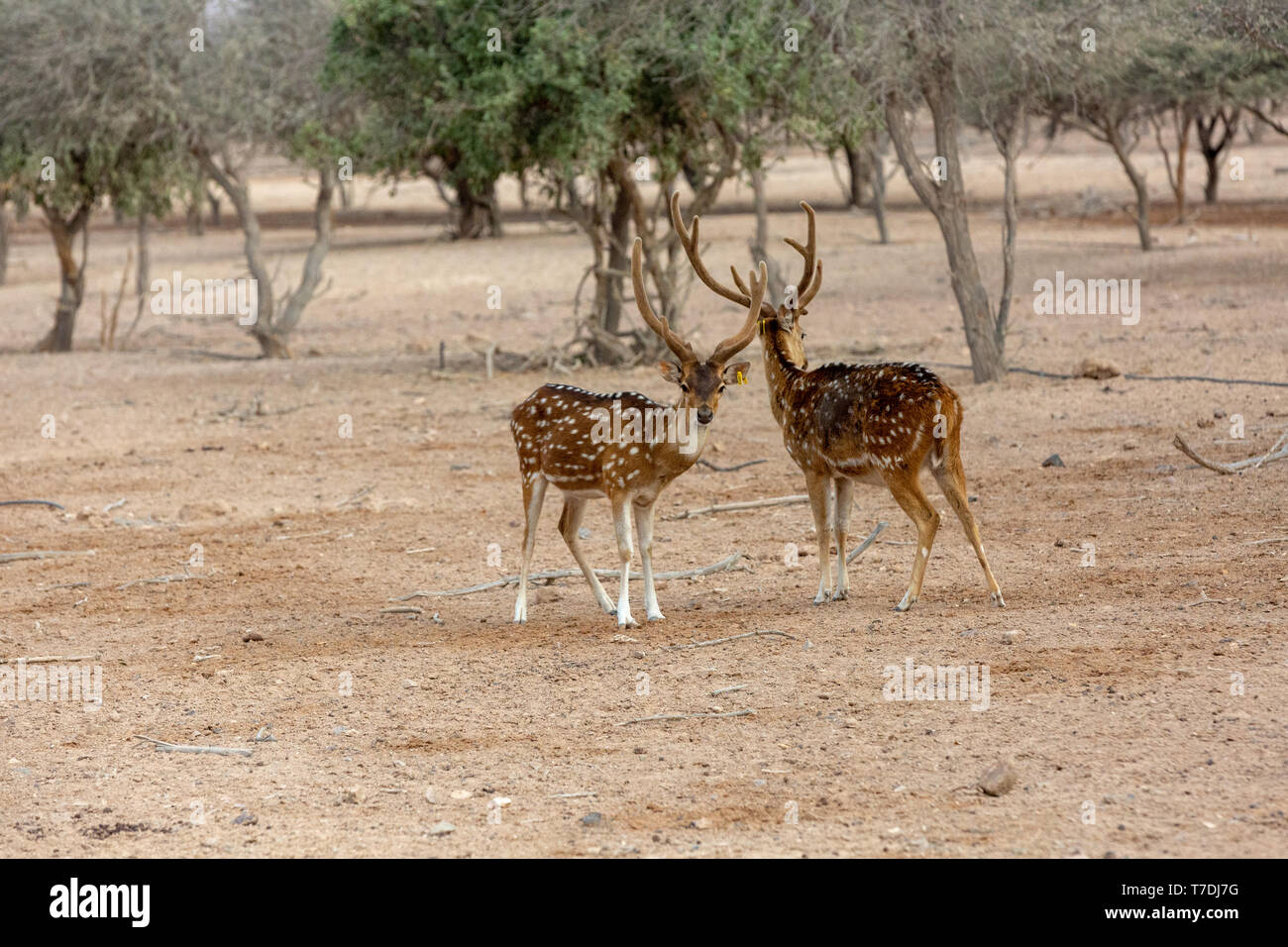 Axis Deer at Sir Bani Yas Island, the Arabian Wildlife Park, Abu Dhabi ...