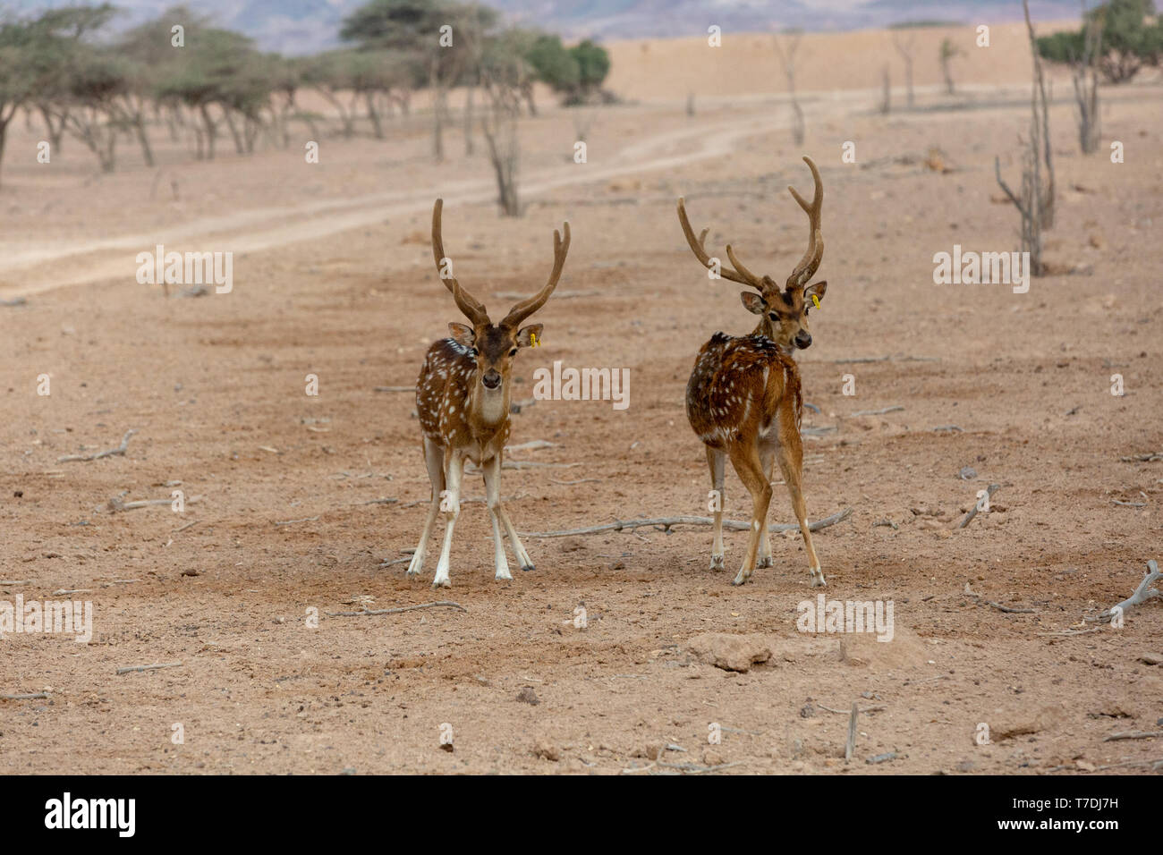 Axis Deer at Sir Bani Yas Island, the Arabian Wildlife Park, Abu Dhabi ...