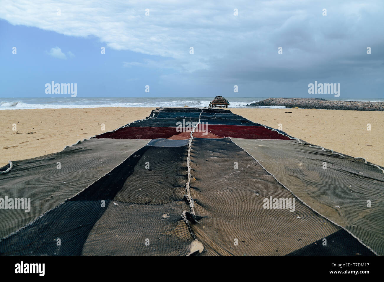 Sea shells in portugal hi-res stock photography and images - Alamy