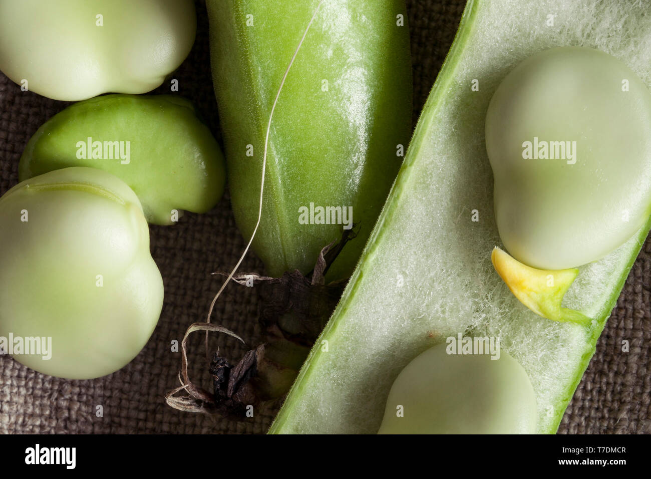 Fava Beans in their Shell Stock Photo - Alamy