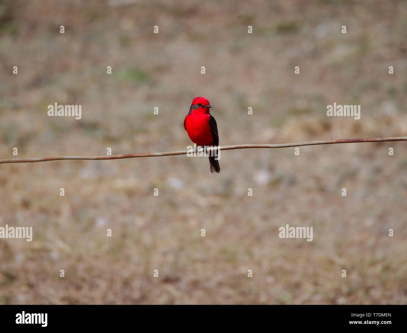 Pyrocephalus obscurus hi-res stock photography and images - Alamy