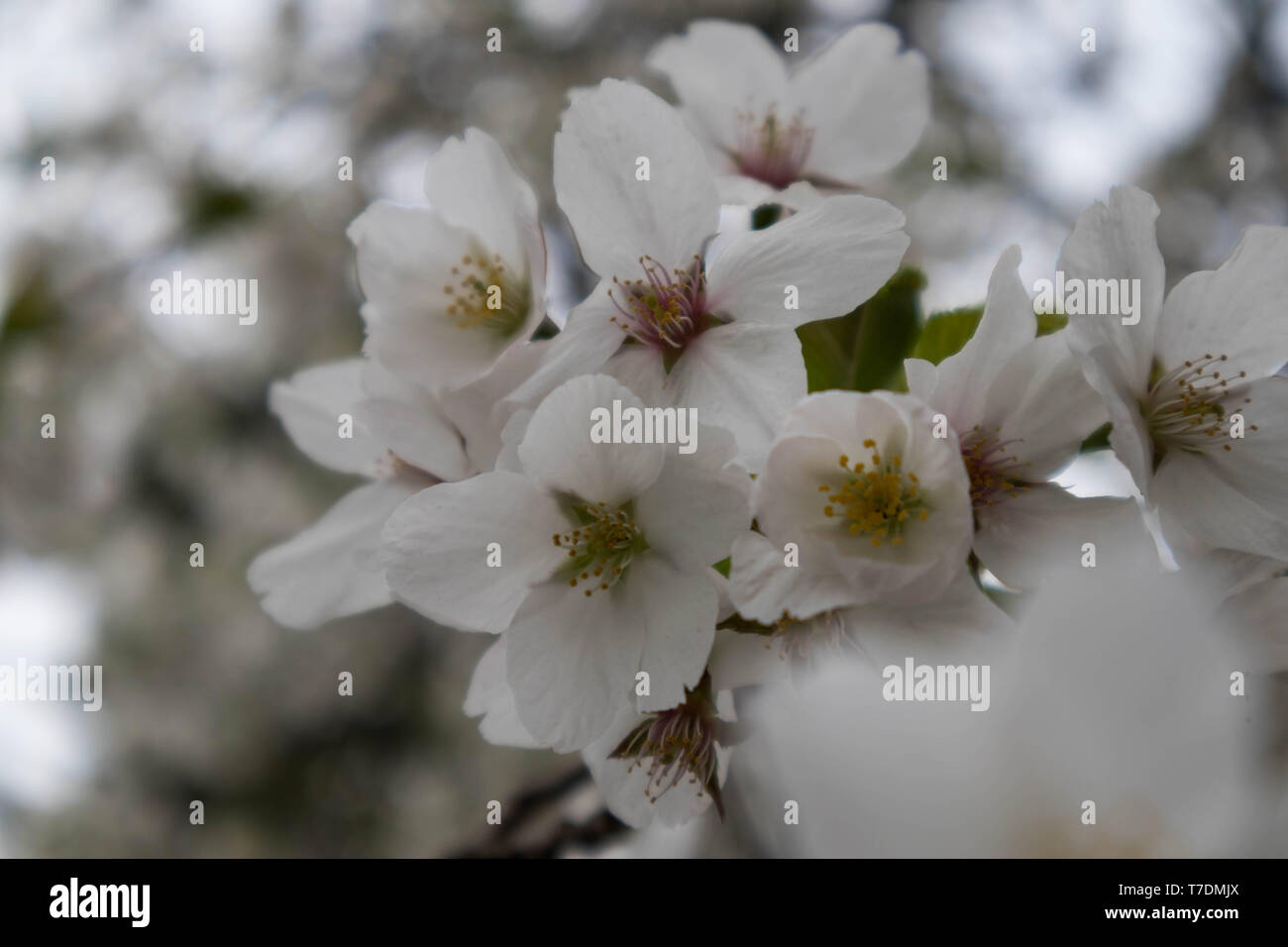 Sakura season view hi-res stock photography and images - Alamy