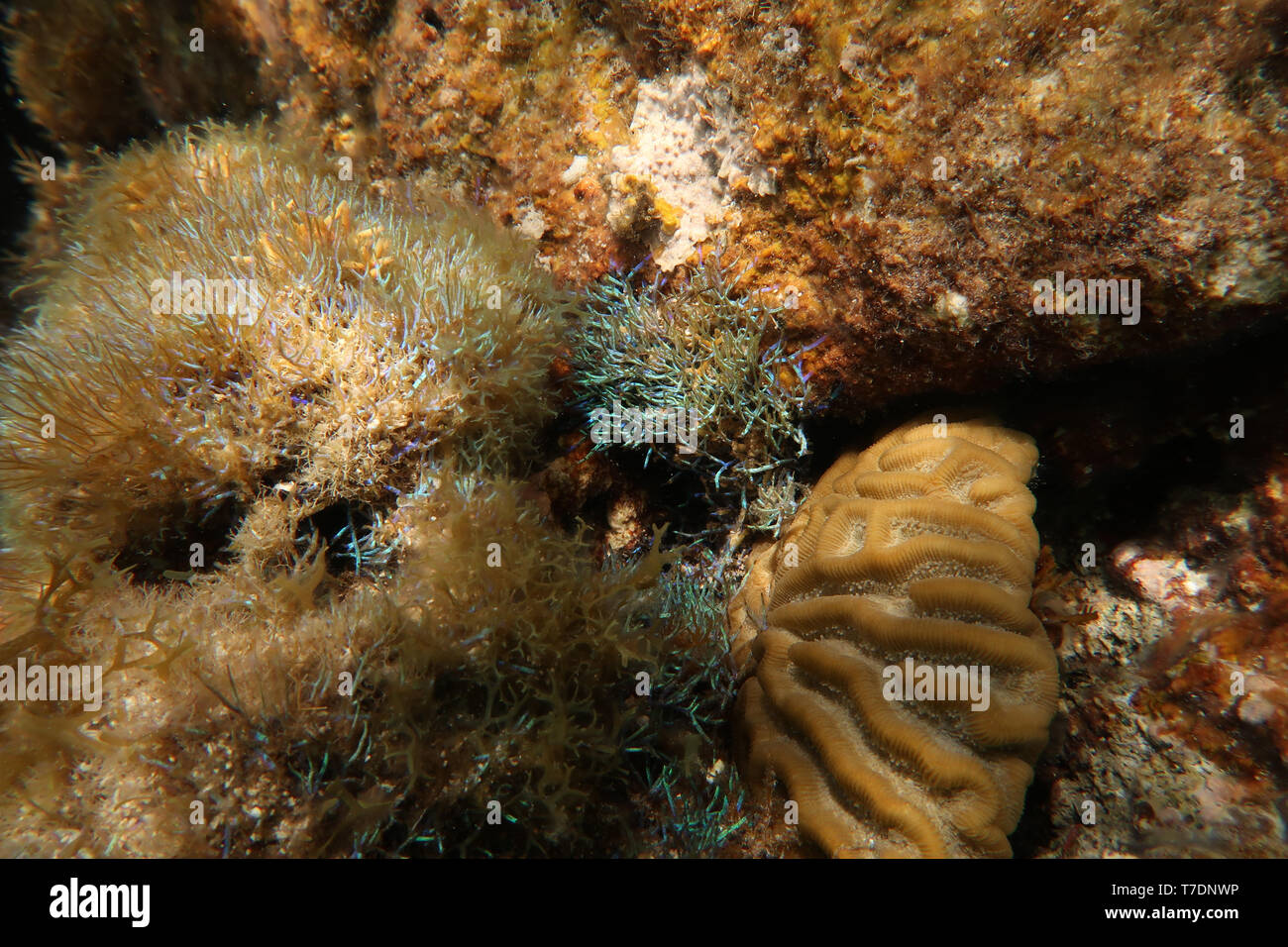 Still life of ocean life Stock Photo - Alamy
