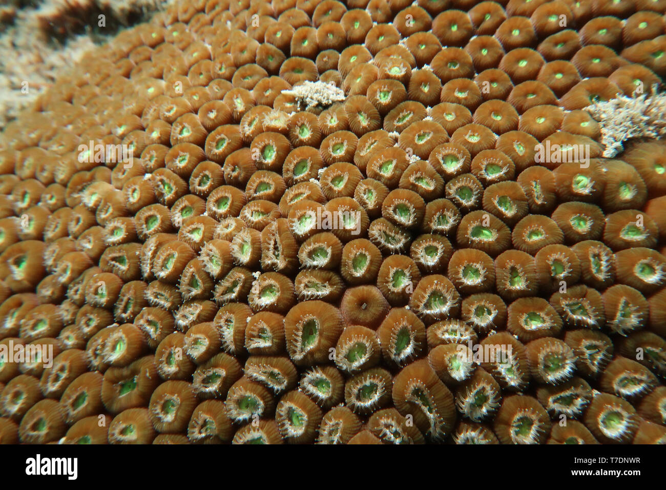 Coral plants sea hi-res stock photography and images - Alamy
