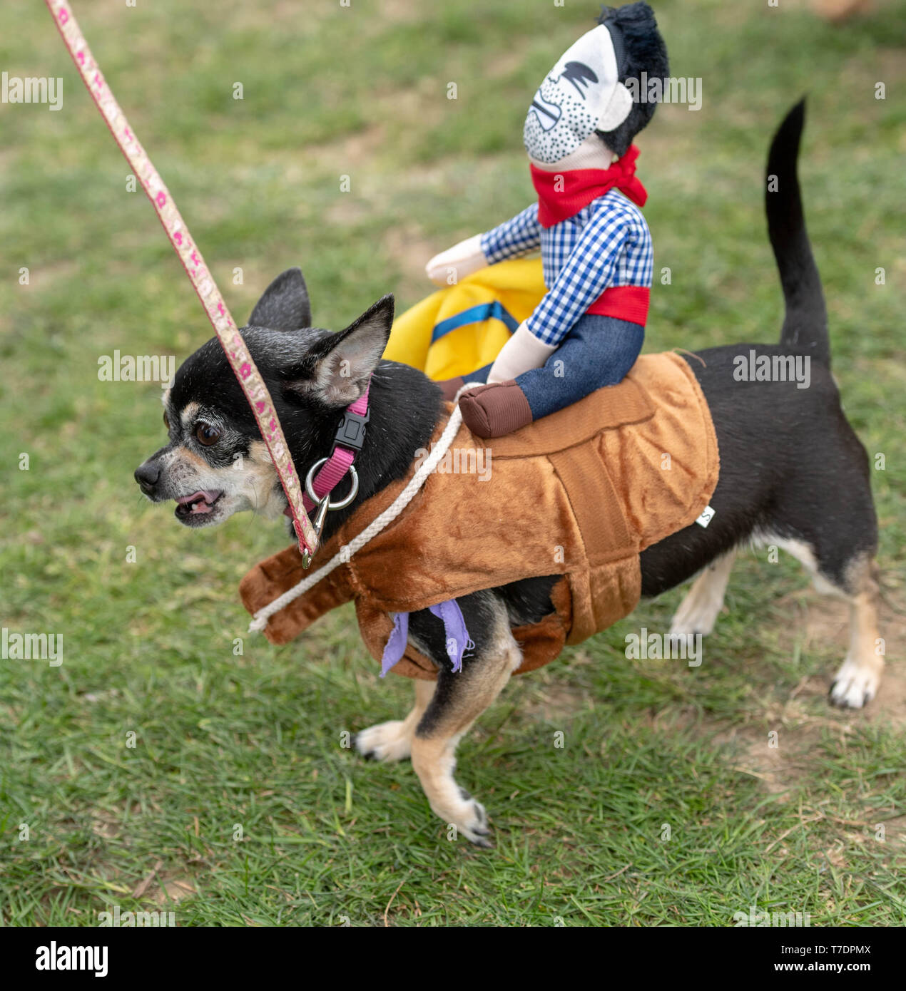 K9 display dog agility k9 display team hi-res stock photography and ...