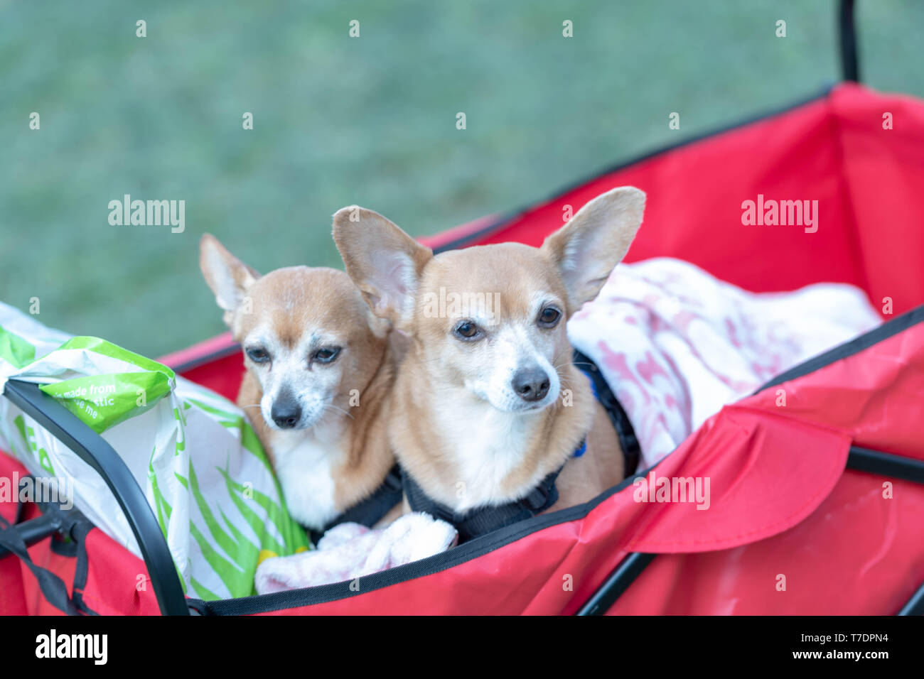 Elerly dog hi-res stock photography and images - Alamy