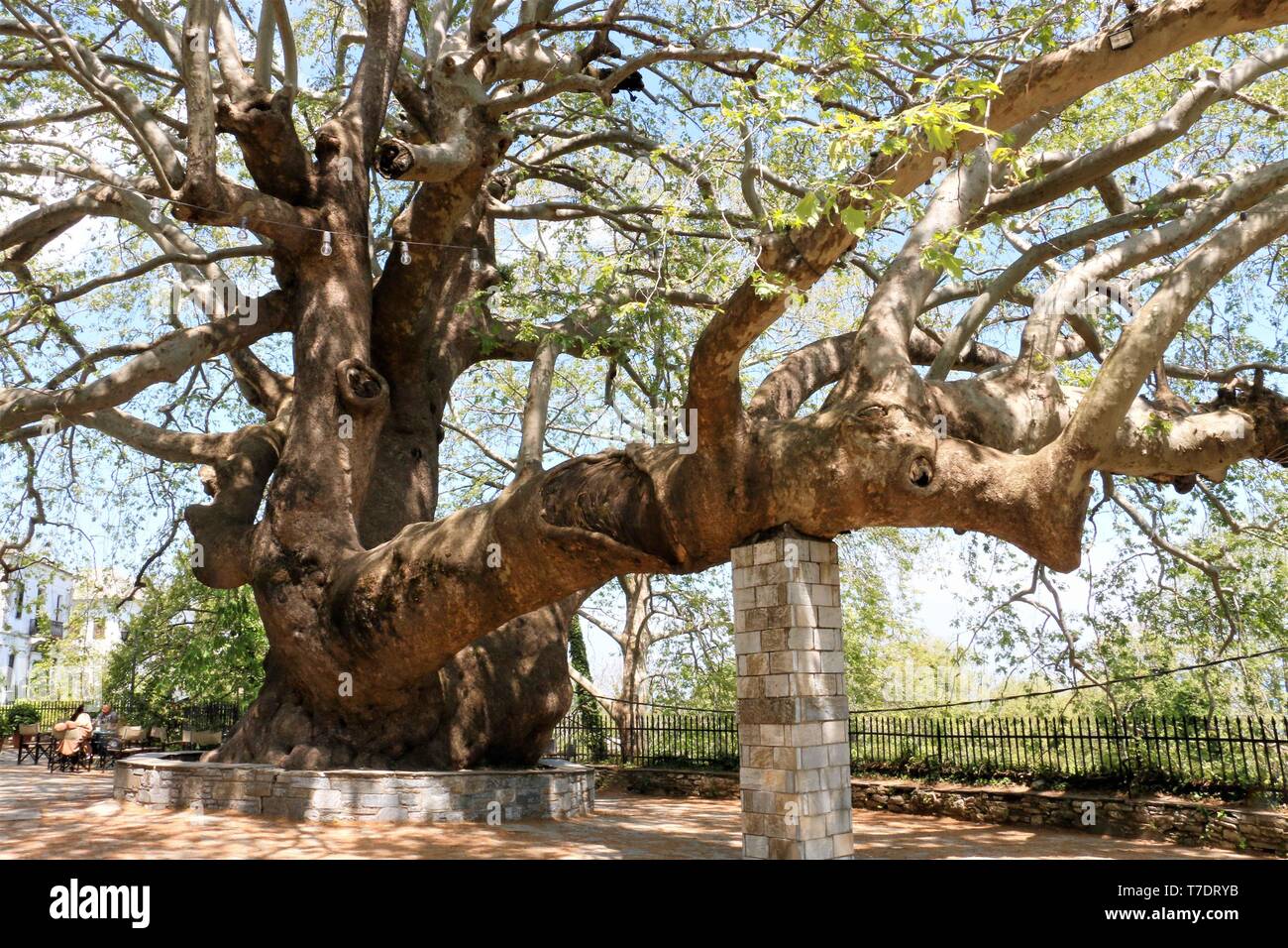 Athens, Greece. 2nd May, 2019. The oldest plane tree seen standing firm ...