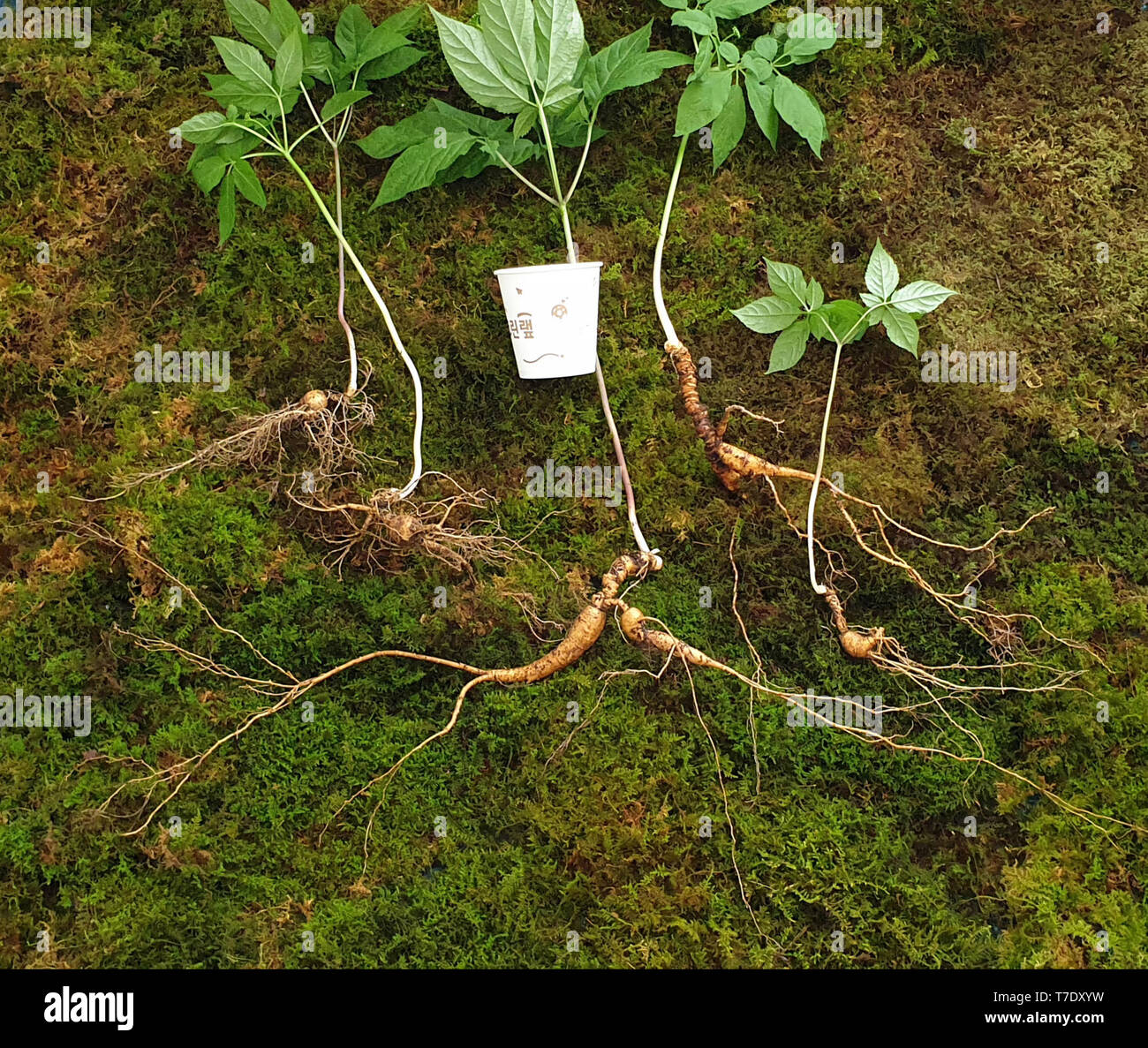 Century-old wild ginseng This provided photo shows five pieces of wild ...