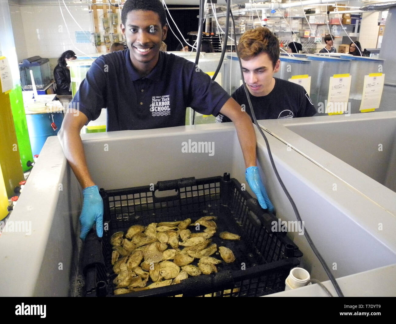 Billion oyster project hi-res stock photography and images - Alamy