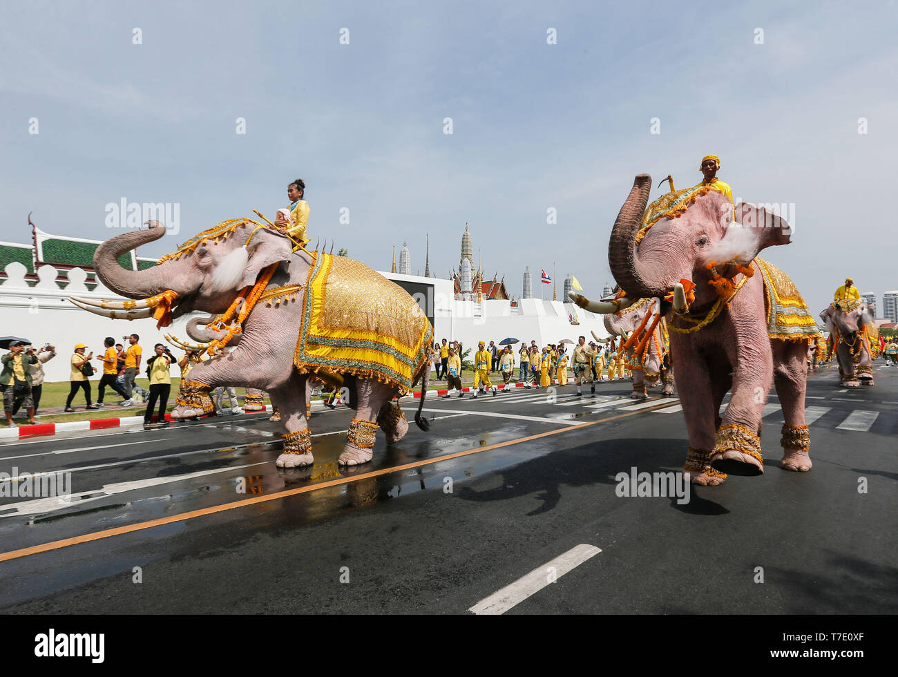 Thai mahouts seen riding on elephants painted in white during a royal ...