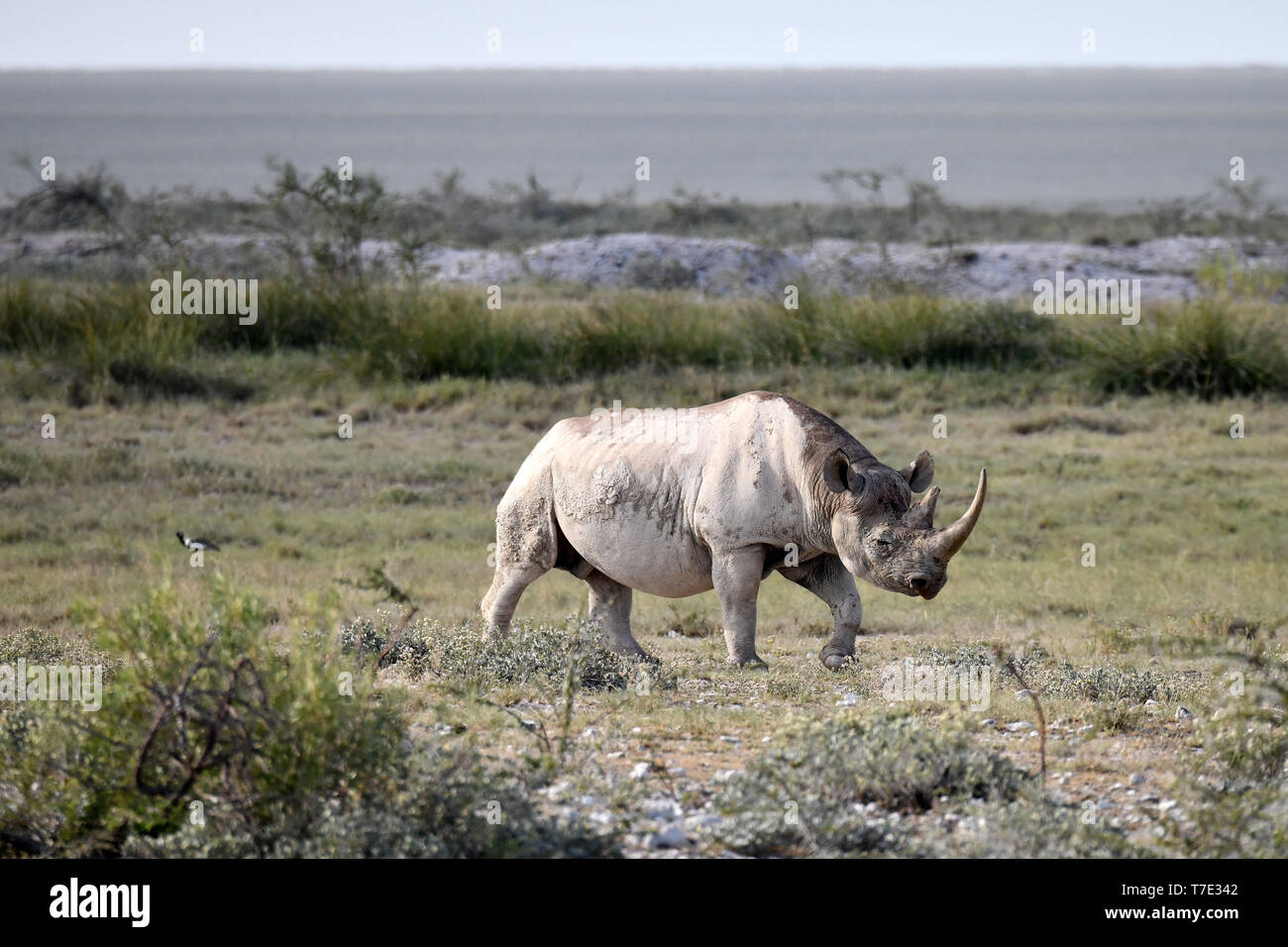 Black rhinoceros in the savannah landscape of the Etosha National Park ...