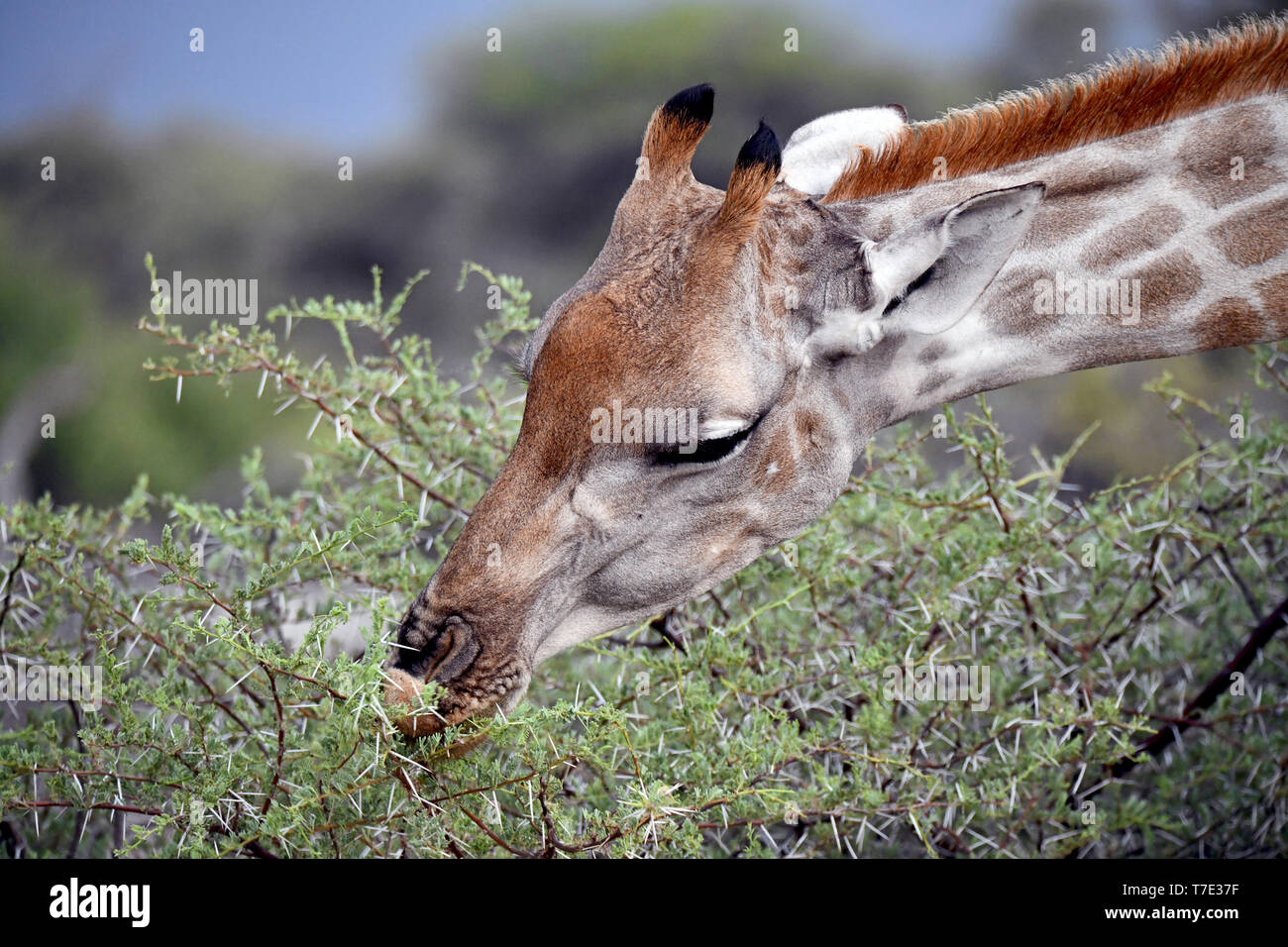 Seven cervical vertebrae hi-res stock photography and images - Alamy