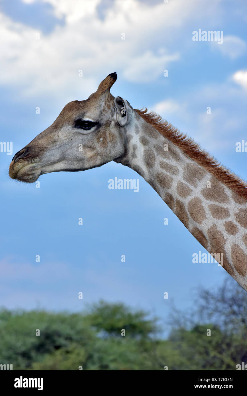 Seven cervical vertebrae hi-res stock photography and images - Alamy