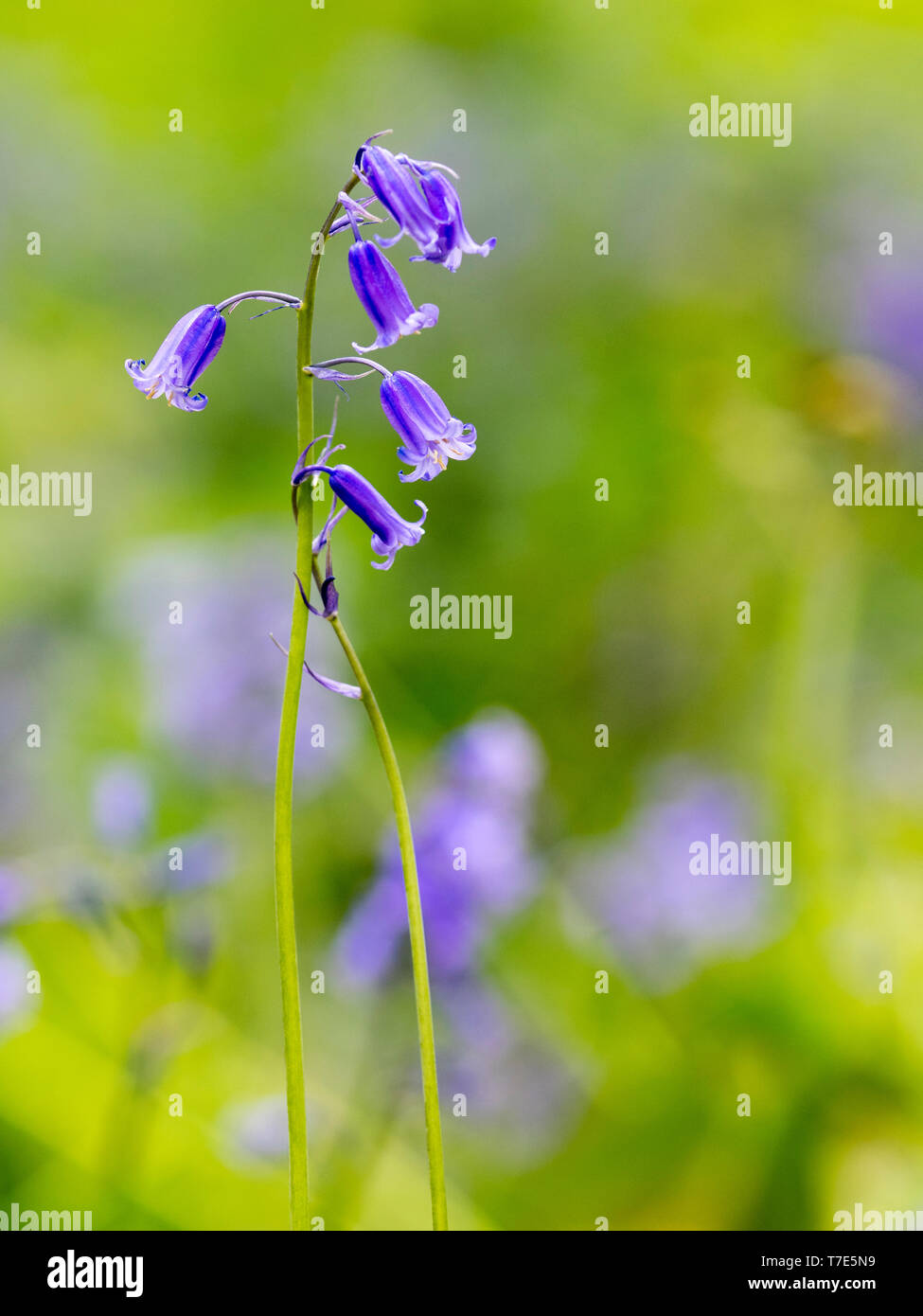 Hucking, Kent, UK. 7th May, 2019. UK Weather: bluebells in the ancient ...