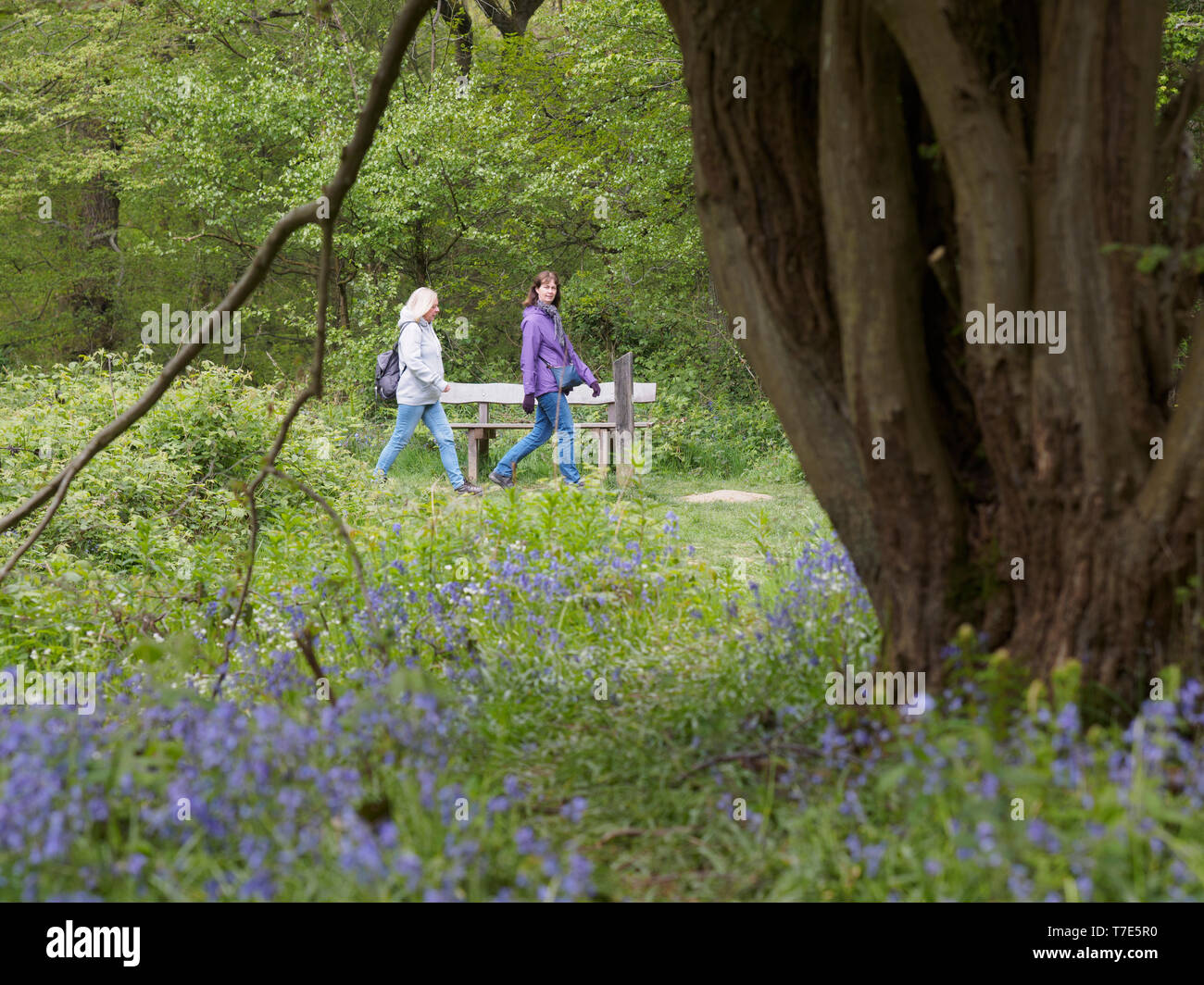 Hucking, Kent, UK. 7th May, 2019. UK Weather: bluebells in the ancient ...