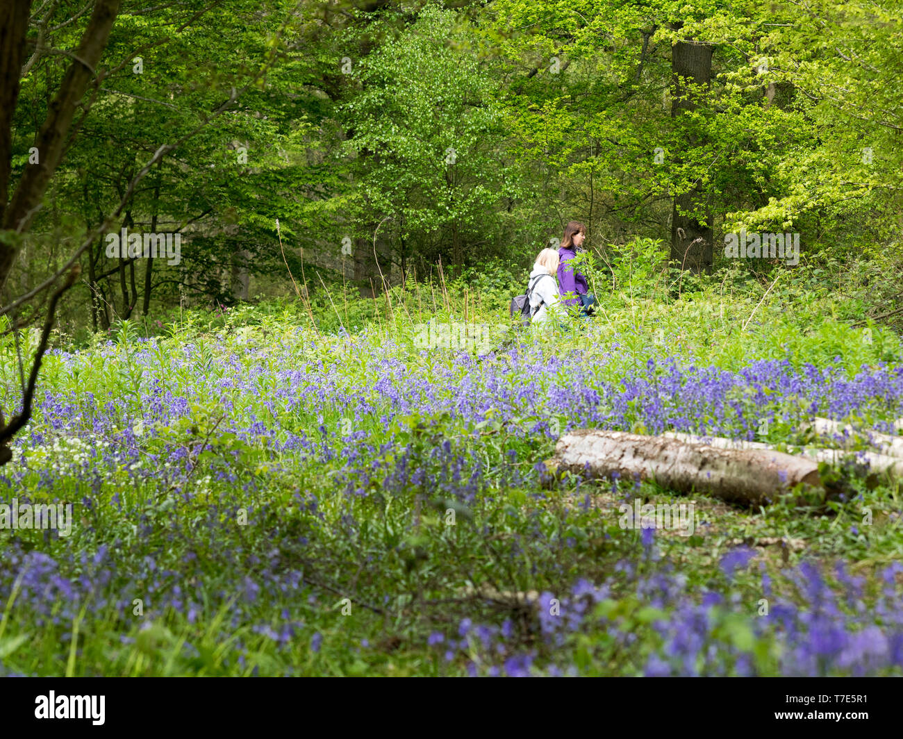 Hucking, Kent, UK. 7th May, 2019. UK Weather: bluebells in the ancient ...