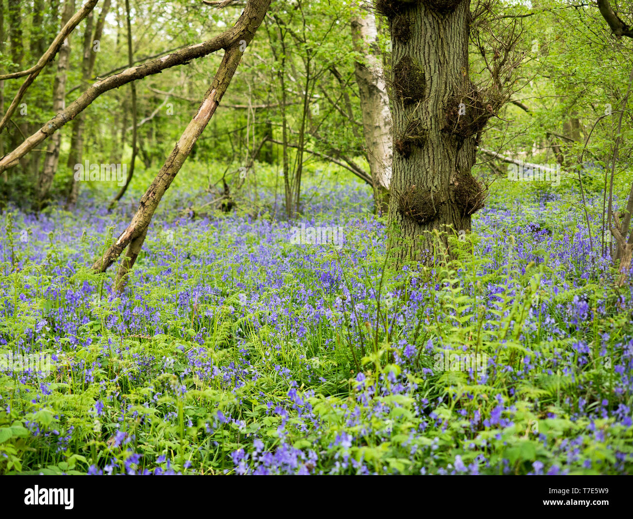 Hucking, Kent, UK. 7th May, 2019. UK Weather: bluebells in the ancient ...