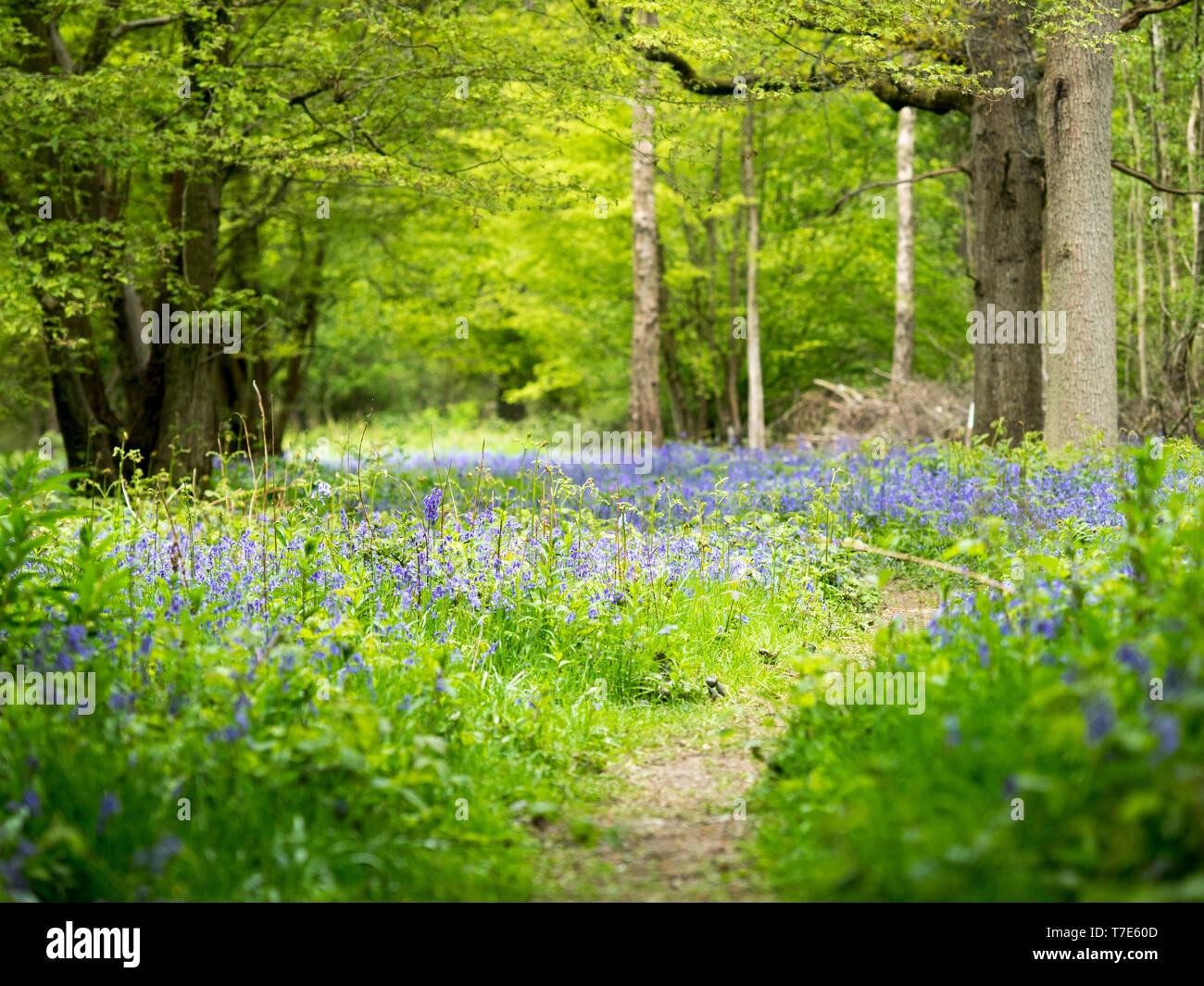 Hucking, Kent, UK. 7th May, 2019. UK Weather: bluebells in the ancient ...
