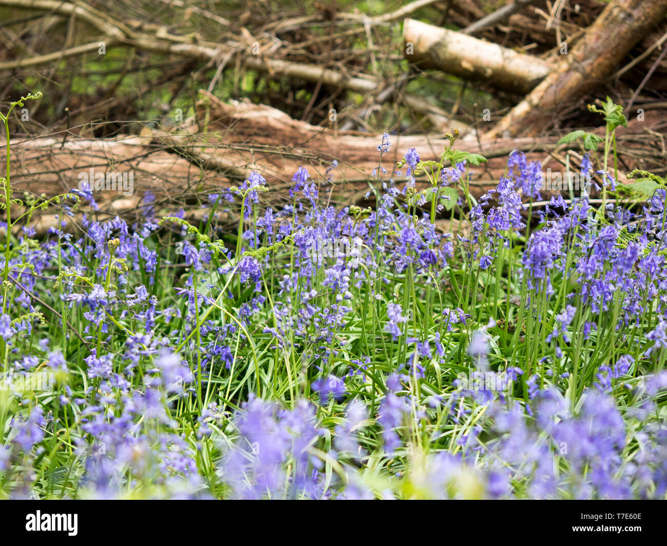 Hucking, Kent, UK. 7th May, 2019. UK Weather: bluebells in the ancient ...