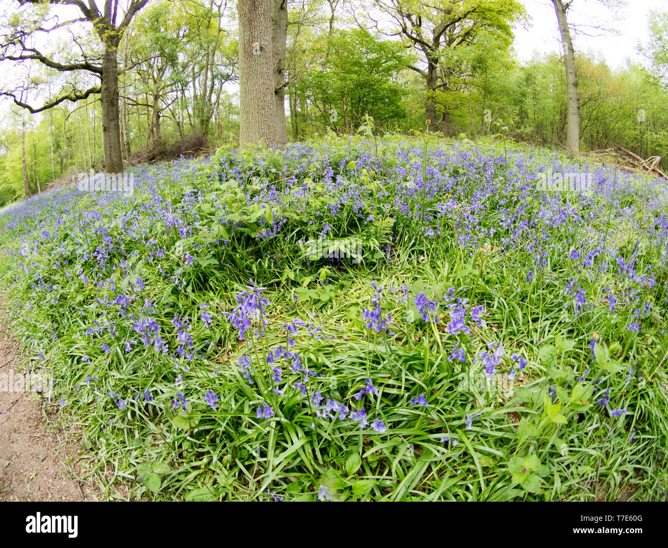 Hucking, Kent, UK. 7th May, 2019. UK Weather: bluebells in the ancient ...