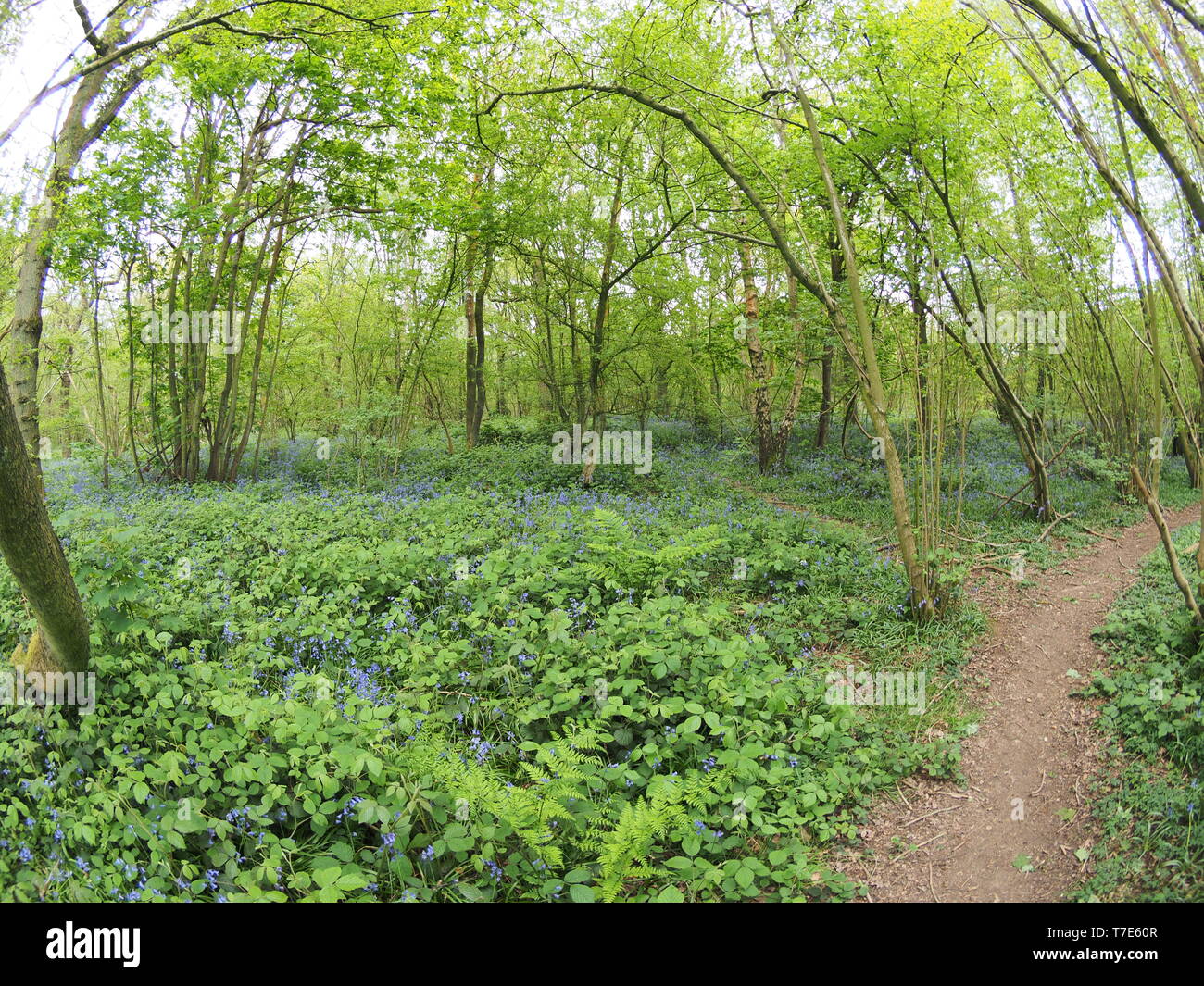 Hucking, Kent, UK. 7th May, 2019. UK Weather: bluebells in the ancient ...