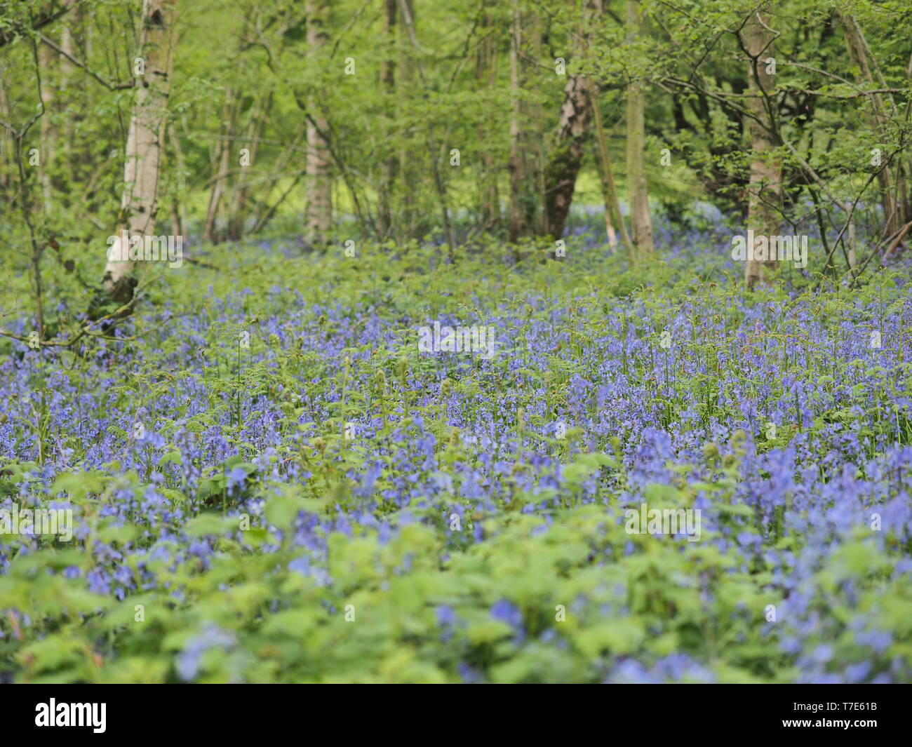 Hucking, Kent, UK. 7th May, 2019. UK Weather: bluebells in the ancient ...