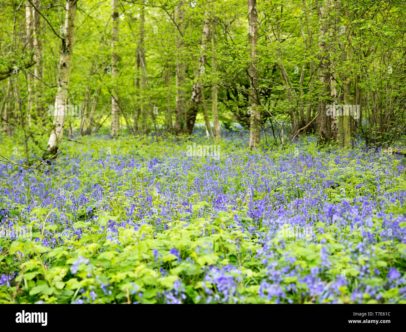 Hucking, Kent, UK. 7th May, 2019. UK Weather: bluebells in the ancient ...