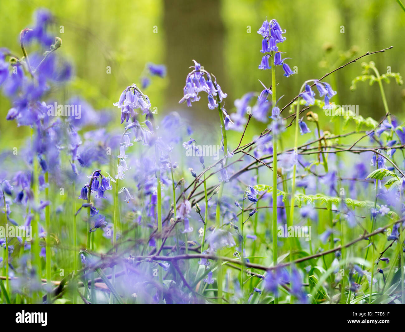 Hucking, Kent, UK. 7th May, 2019. UK Weather: bluebells in the ancient ...