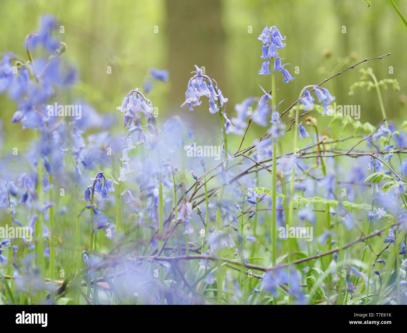 Hucking, Kent, UK. 7th May, 2019. UK Weather: bluebells in the ancient ...