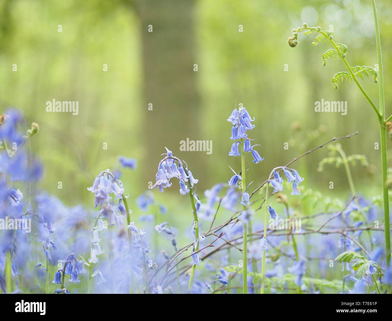 Hucking, Kent, UK. 7th May, 2019. UK Weather: bluebells in the ancient ...