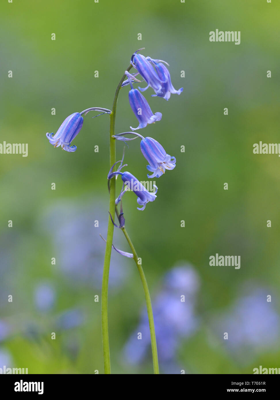 Hucking, Kent, UK. 7th May, 2019. UK Weather: bluebells in the ancient ...