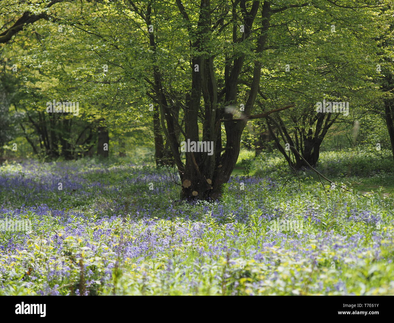 Hucking, Kent, UK. 7th May, 2019. UK Weather: bluebells in the ancient ...