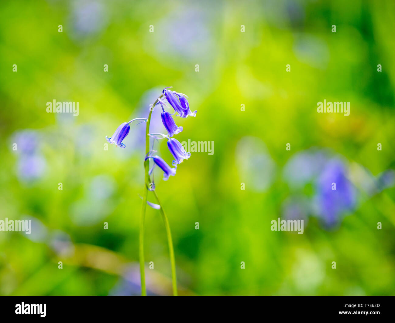 Hucking, Kent, UK. 7th May, 2019. UK Weather: bluebells in the ancient ...