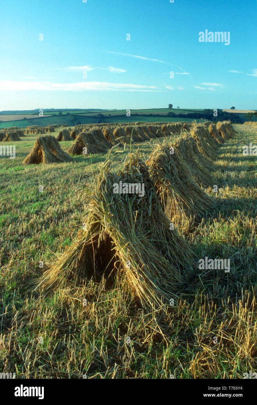 Thatching stooks hi-res stock photography and images - Alamy