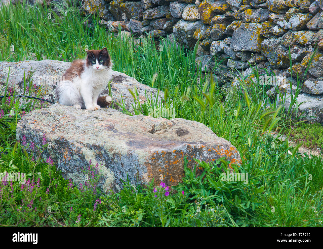 Cat sitting on a stone Stock Photo - Alamy