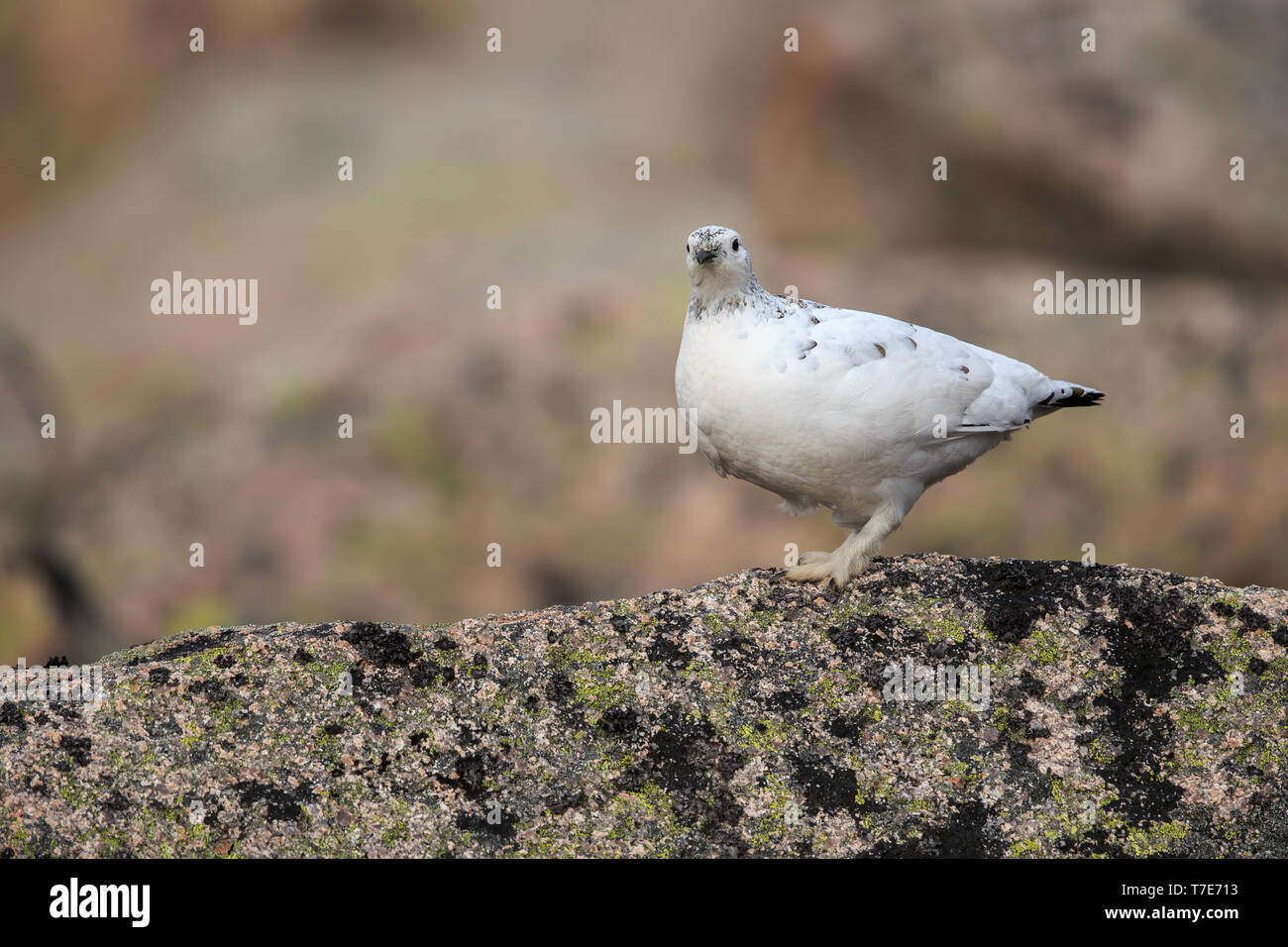 White tailed ptarmigan winter hi-res stock photography and images - Alamy