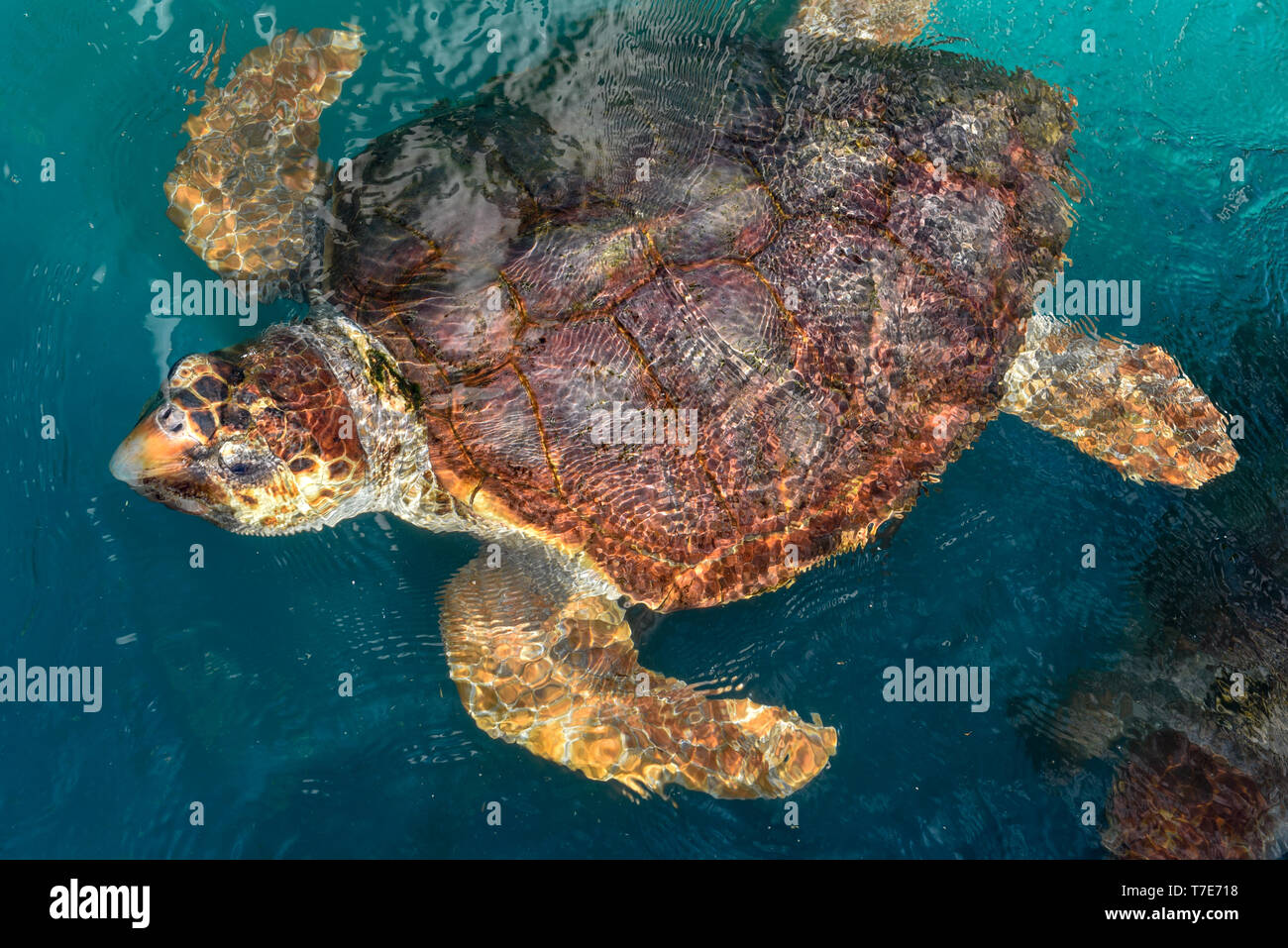Turtle swimming in Project Tamar tank at Praia do Forte on Brazil Stock ...