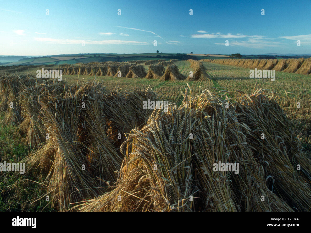 Stooks of wheat for Thatching, Devon, UK Stock Photo - Alamy